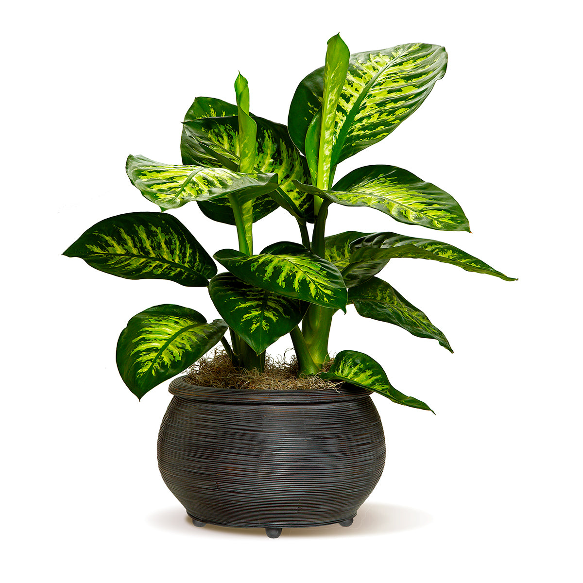Delightful Dieffenbachia – QuickFlora Florist Software for Shopify Users
