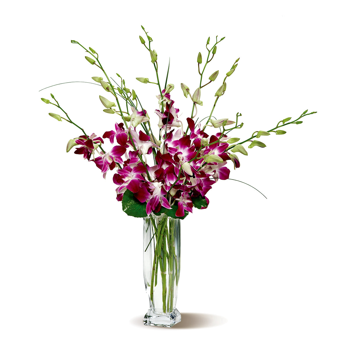 Dendrobium Orchids – QuickFlora Florist Software for Shopify Users