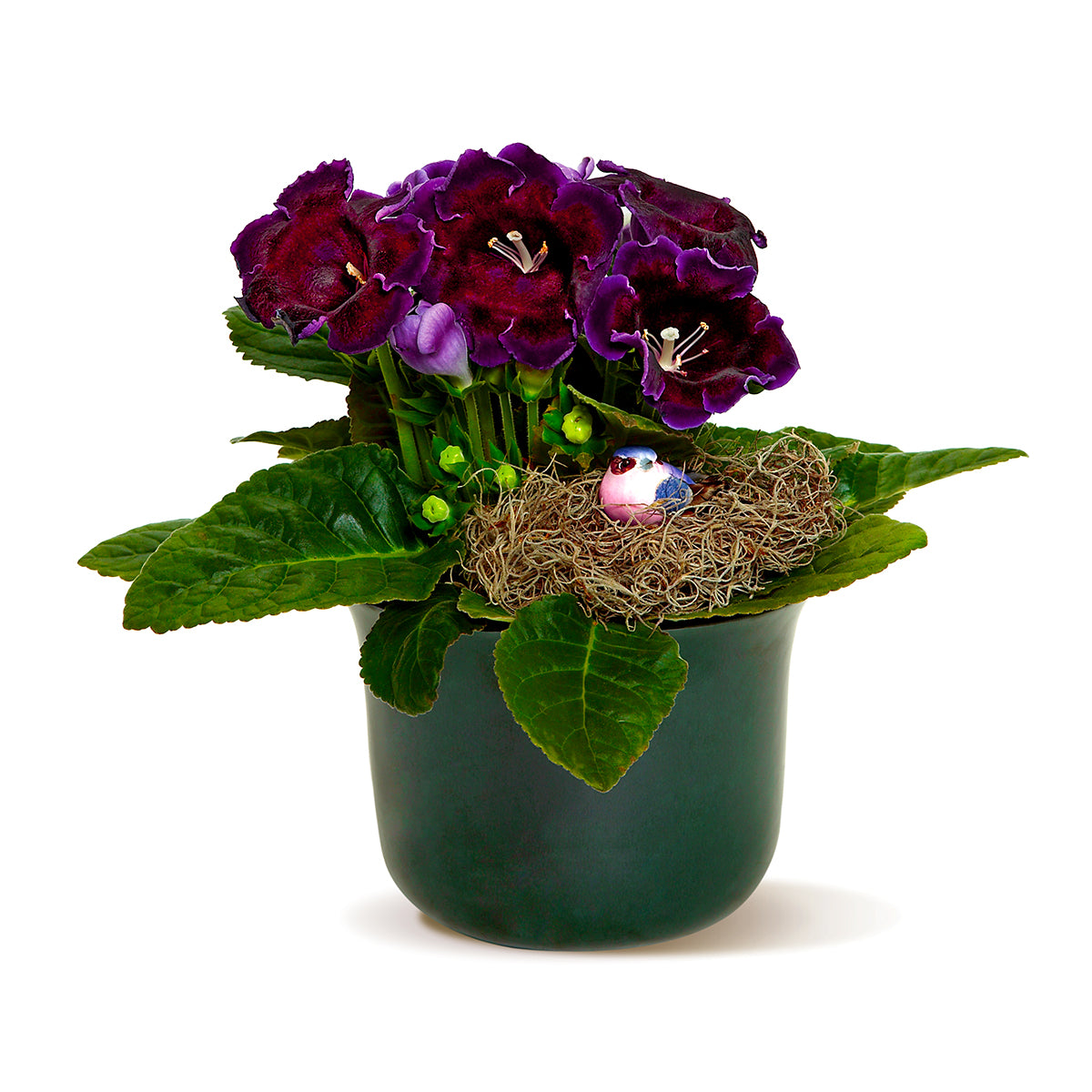 Gloxinia with Bird’s Nest – QuickFlora Florist Software for Shopify Users