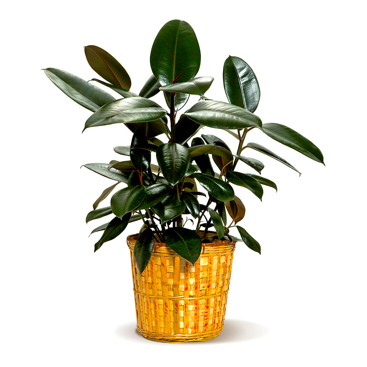 Rubber Plant – QuickFlora Florist Software for Shopify Users